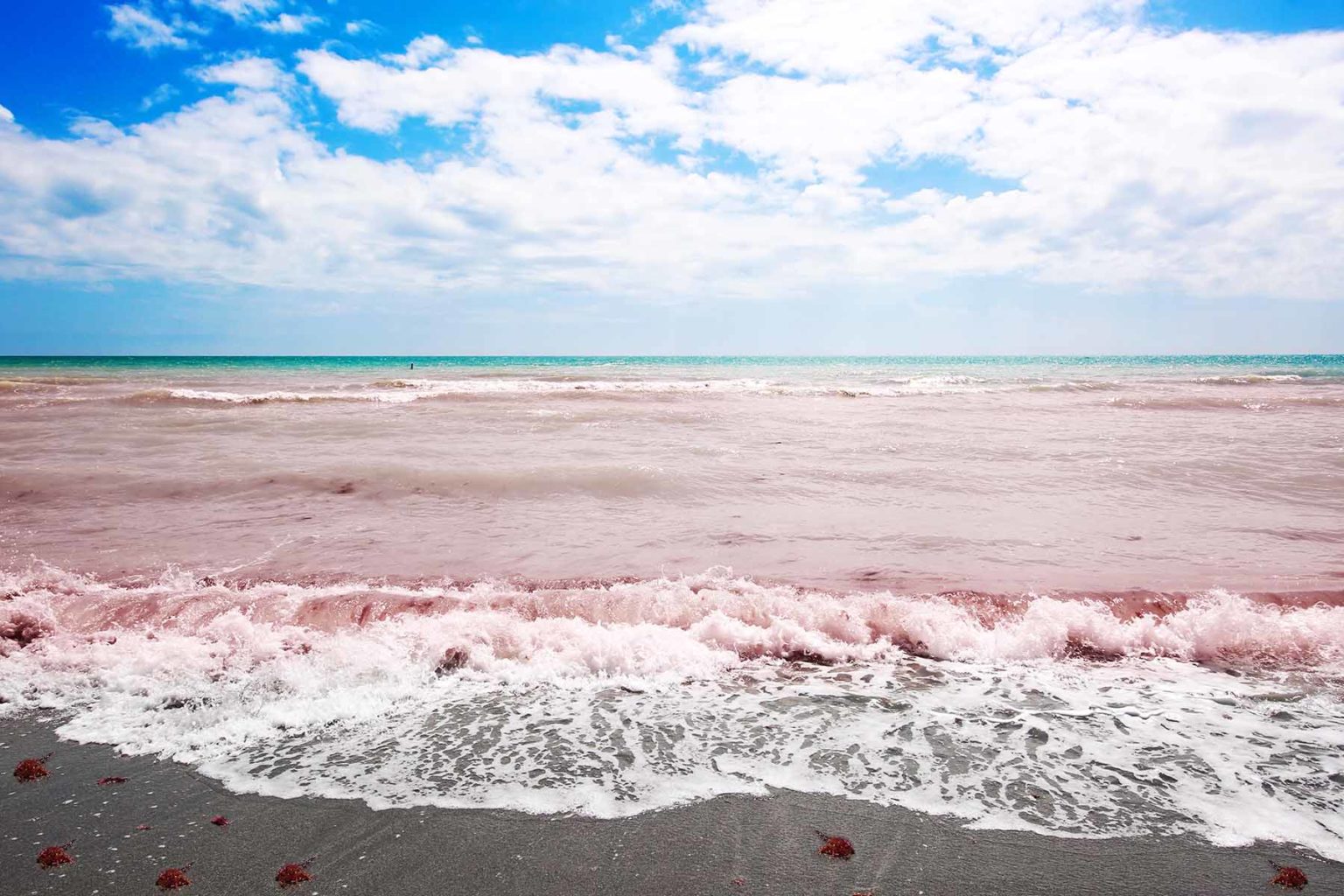 Red Tide: What You Need to Know - UHealth Collective