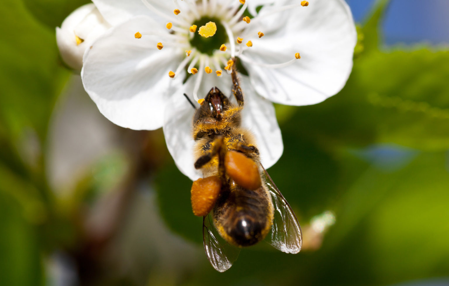 High Pollen Levels Hit Miami | UHealth Collective