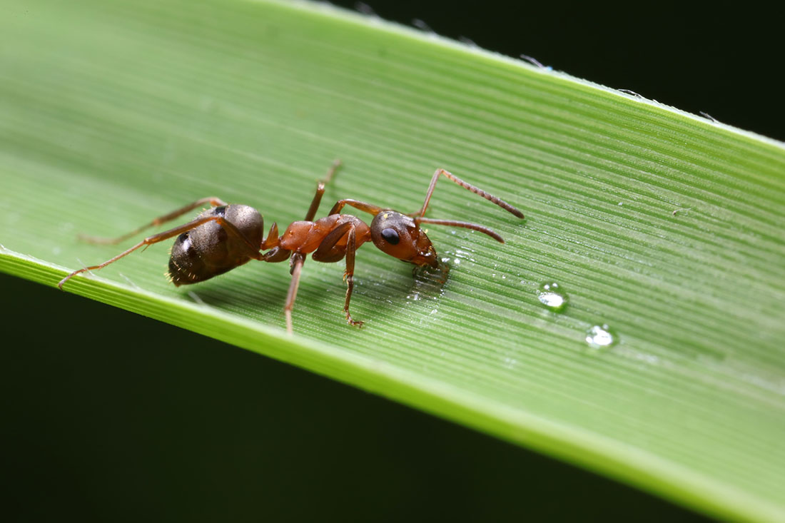 The Surprising Superpower of Ants and How it Could Unlock Cancer's ...